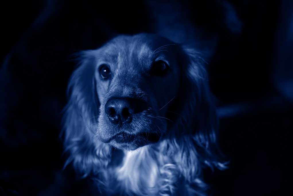 Frightening Blue Dogs Discovered Near Closed Chemical Plant | Integrity Mag